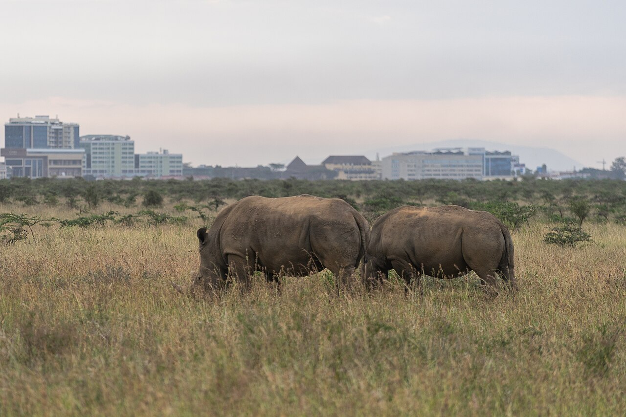 Nairobi National Park: Kenya’s Most Unique Park - Smart Nomad Kenya